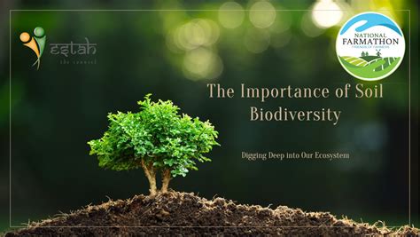 Digging Deep The Crucial Role Of Soil Biodiversity In Our Ecosystem