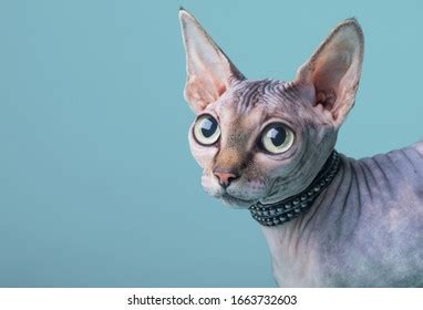 Thousand Naked Cat Royalty Free Images Stock Photos Pictures Shutterstock