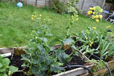 Growing And Harvesting Sprouting Broccoli Maker Gardener