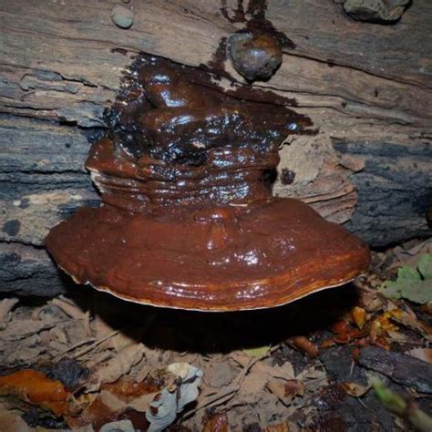 Beeswax Bracket Ganoderma Pfeifferi Mushroom Identification Habitat