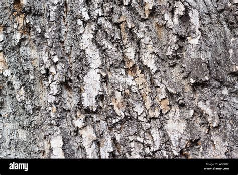 Background Texture Of Tree Bark Skin The Bark Of A Tree That Traces Cracking Stock Photo Alamy