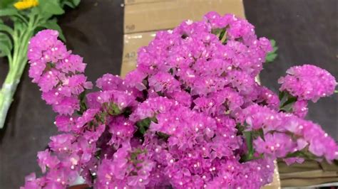 스타치스 핑크 생화 꽃집 꽃집창업 꽃값 온라인꽃시장 온라인꽃도매 인터넷꽃시장 인터넷꽃도매 서울꽃시장 꽃농장 꽃배송 생화배송 생화도매 생화택배 꽃배달 생화배달 생화주문 생화