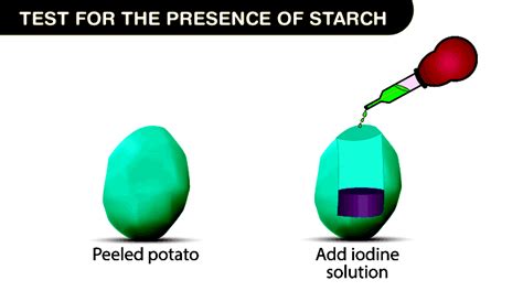 Test For Starch Procedure Observations And Results
