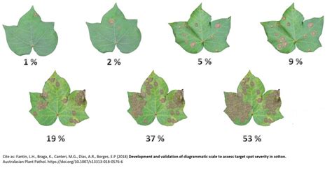 Pdf Development And Validation Of Diagrammatic Scale To Assess Target