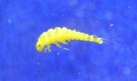 Larva De Hydroscapha Hydroscaphidae A Vista Dorsal B Vista