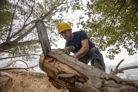 Premium Photo Low Angle View Of Man Working On Tree Trunk