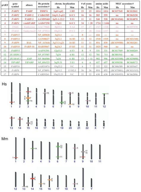 Chromosomal Localizations And Exon Compositions Of The Human And Mouse