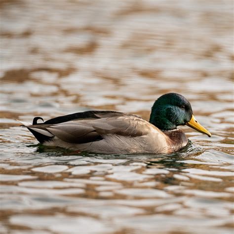 Split Wing Outfitters Gallery