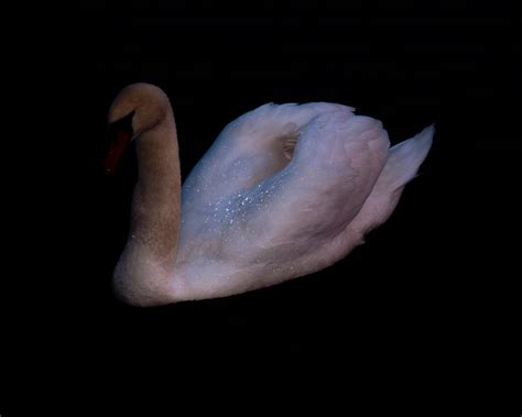 Paradise Birds Katrin Katrin Gajndr Queen Of Russian Burlesque A Rare