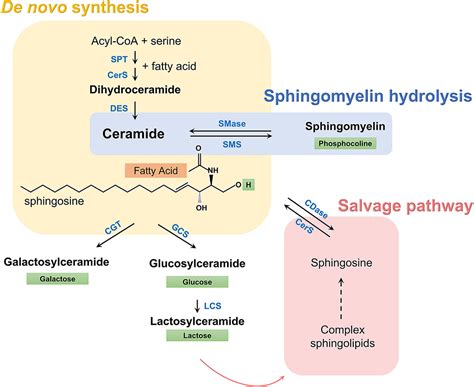 Frontiers Serum Sphingolipid Profiling As A Novel Biomarker For