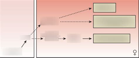 Female System Sex Determination Diagram Quizlet
