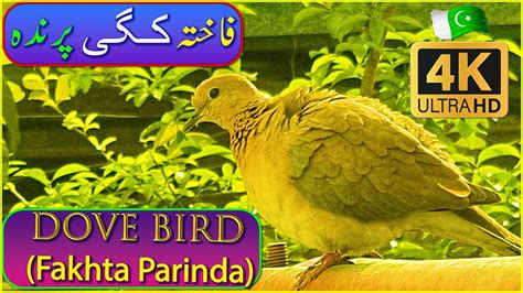Fakhta Kugi 🕊️ 4k Dove Bird 🐦 Kogi Parinda فاختہ کگی پرندہ Youtube