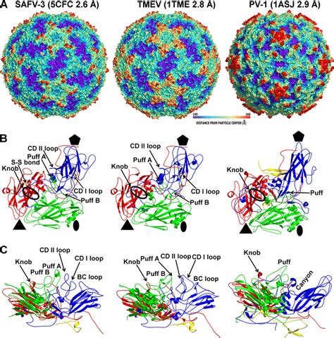 Poliovirus Structure