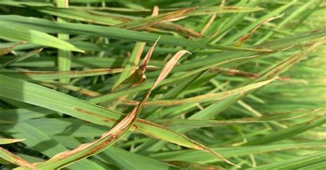 보은서 벼 갈색잎마름병 발생방제 비상