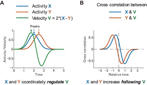 Temporal Cross Correlation Between Intracellular Molecular Activity And Download Scientific
