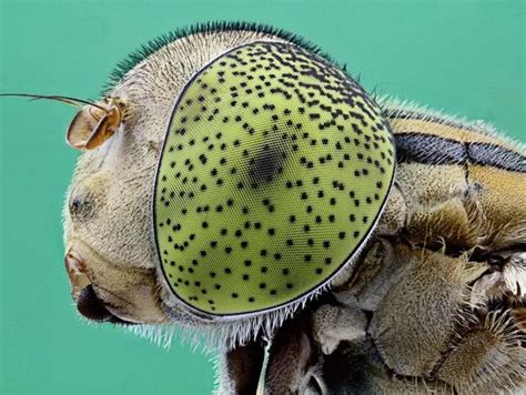 Using Microscope Objectives For Beginners Microscope Objective Macro