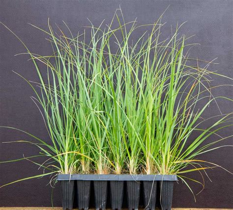 Nursery Services Koroneiki Developments Nz Native Plant Nursery