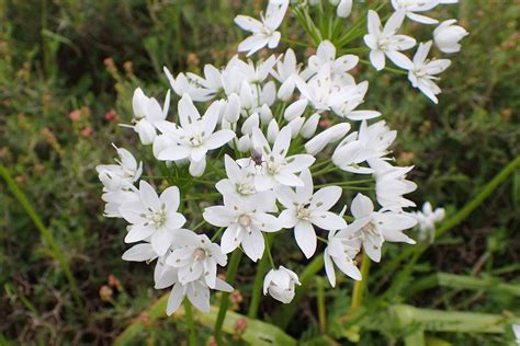 Allium Neapolitanum Ballyrobert Gardens