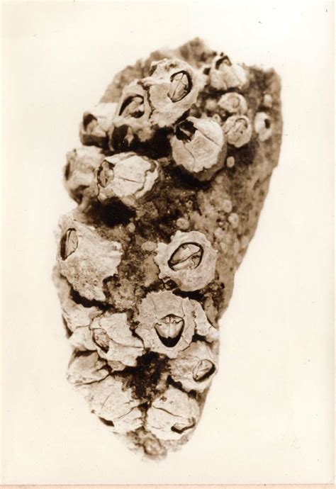 Chthamalus Stellatus Bisinuatus Base Arch