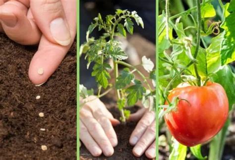 პომიდვრის ჩითილების მომზადება ძირითადი წესები