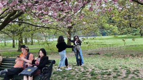 Selfie Takers Enthusiastically Shake Cherry Blossom Trees As Visitors