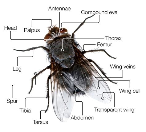 What Are Insects Insect Class Insecta Or Hexapoda Any Member Of The Largest Class Of The