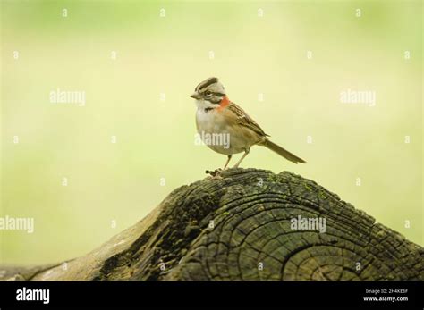 Zonotrichia Capensis The Chingolo Is A Neotropical Passerine Bird