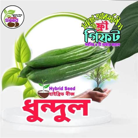 Hybrid Dhundul Seeds 10 Pcs Bd