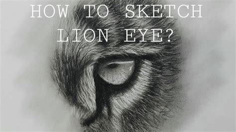 Lion Eyes Drawing 10 Thousand Lion Eye Vector Royalty Free Images