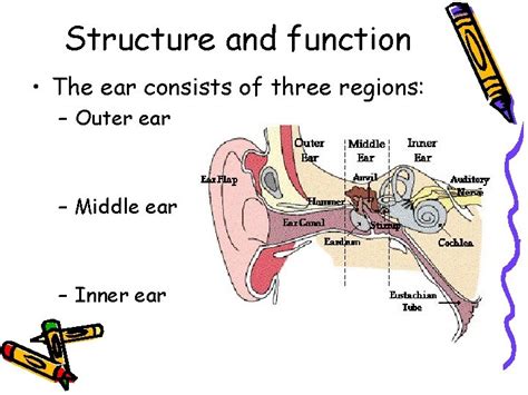 Ear Structure And Function The Ear Consists Of
