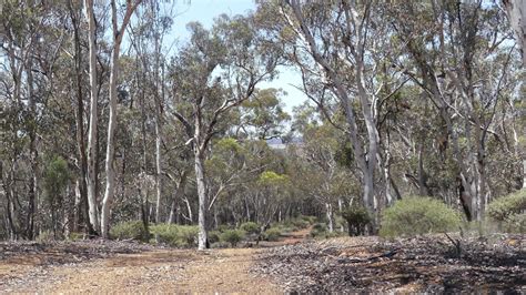 Dryandra Lol Gray Trail All Over Australia