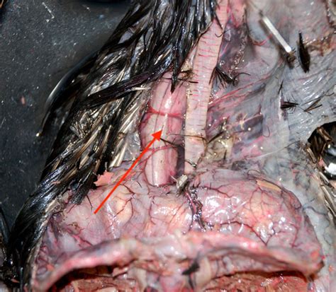 Pigeon Digestiverespiratoryurogenital System Flashcards Quizlet