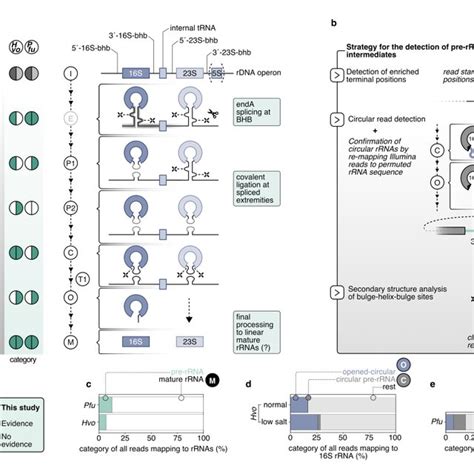 Nanopore Based Native Rna Sequencing Of Prokaryotes A Key Steps Of