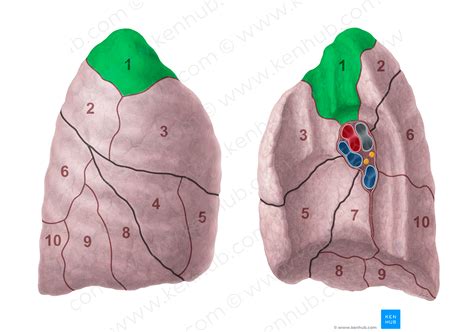 Apical Segment Of Right Lung 20688 Kenhub Image License Store