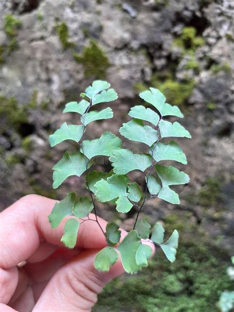 Small Green Leaves She Is A Weed That May Look Beautiful Stock Image