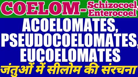 Coelom Acoelomates Pseudocoelomates And Eucoelomates Schizocoelus
