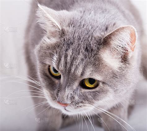灰猫从下往上看