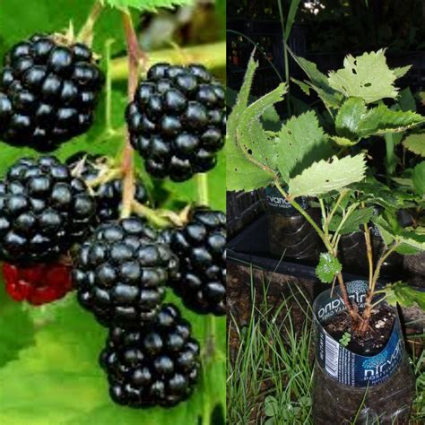 Apache Blackberry Rubus Fruit Tree For Planting Get Year Etsy