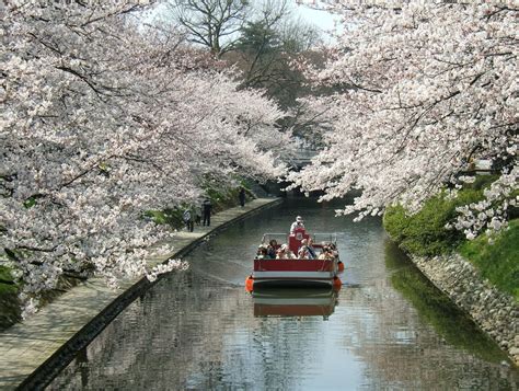3 Breathtaking Cherry Blossom Spots In Toyama All About Japan