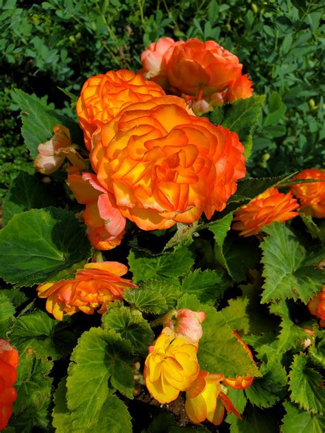 Breathtaking Begonias Gardening In Pearls