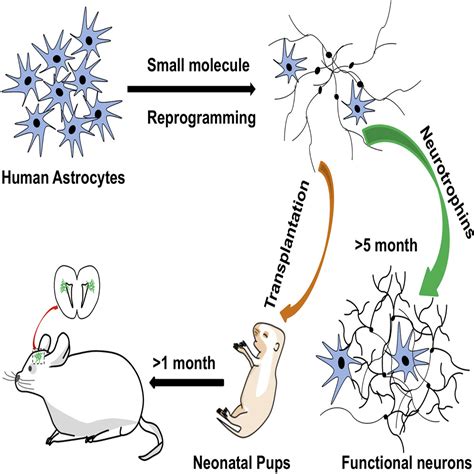 Small Molecules Efficiently Reprogram Human Astroglial Cells Into Functional Neurons Cell Stem Cell