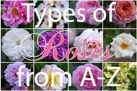 Different Types Different Types Roses