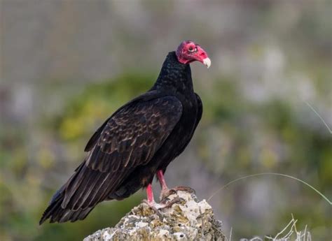 2 Types Of Vultures In Mississippi With Pictures And Identification