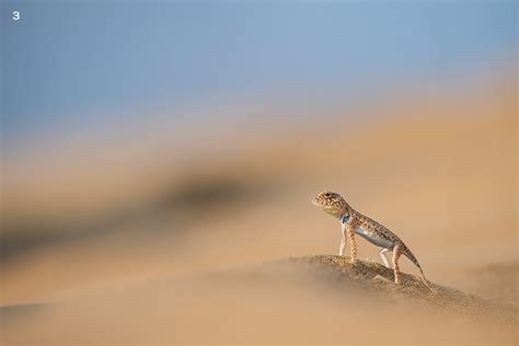 Rajasthan Toad Headed Agama Master Of The Shifting Sands Roundglass