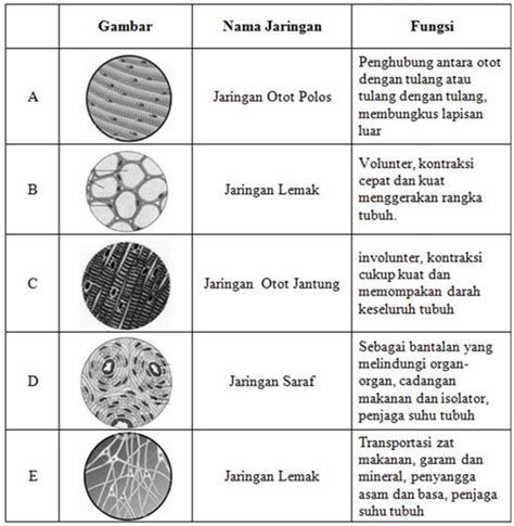 Soal Dan Jawaban Jaringan Hewan Kelas 11