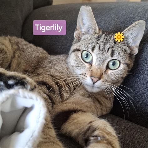 Cat For Adoption Tigerlily A Domestic Short Hair And Tabby Mix