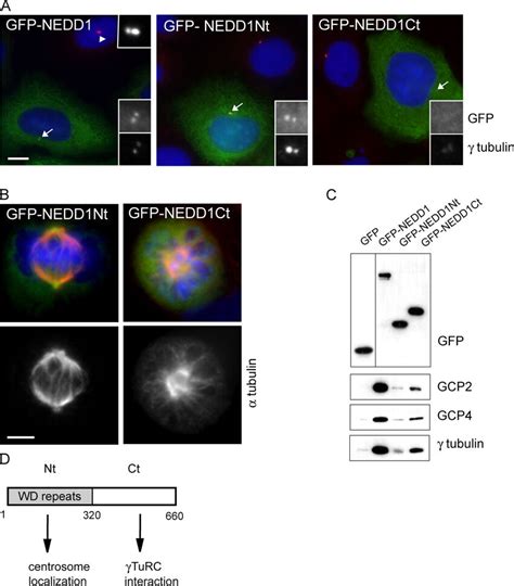 The Carboxy Terminal Domain Of Nedd1 Binds To γturcs And The