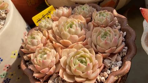 실외기 위에 애들은 완전 깡 노숙하고 있어요 실크베일은 물이 드는건지 병든건지 모르겠내요 ~~~~~💕 Youtube