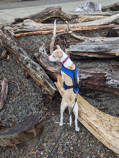 Lucios First Time At The Beach R Velvethippos