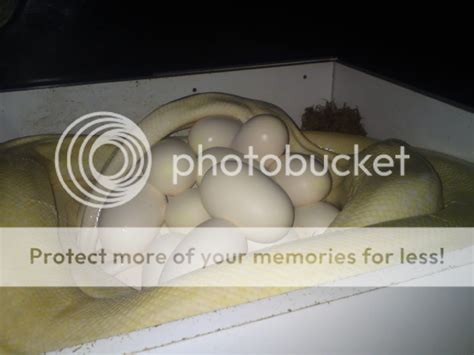 W Midlands Albino Granite Burmese Python Hatchlings 2011 Reptile Forums